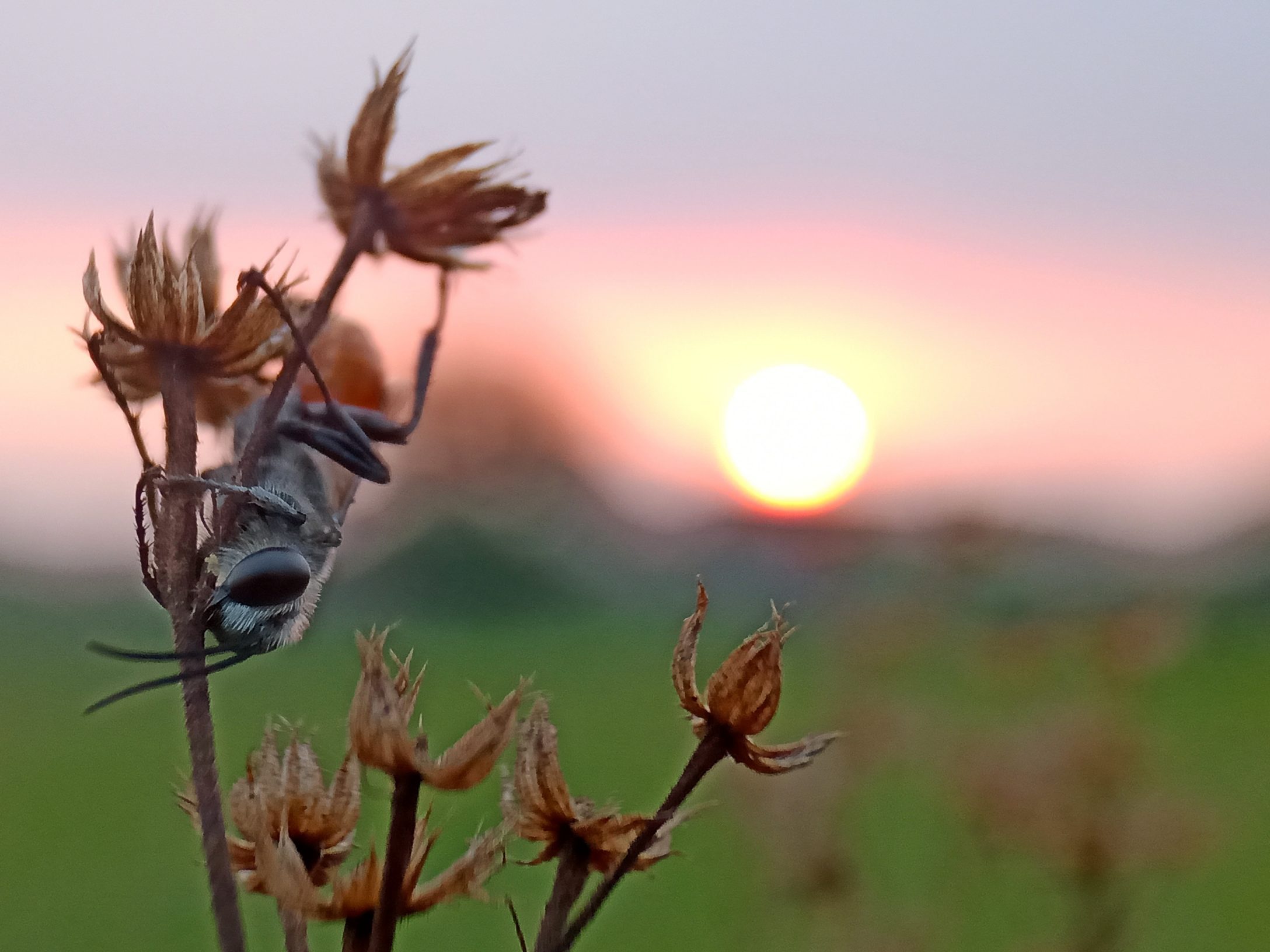 Lesson Plan: Nature during a Solar Eclipse – Eclipse Soundscapes